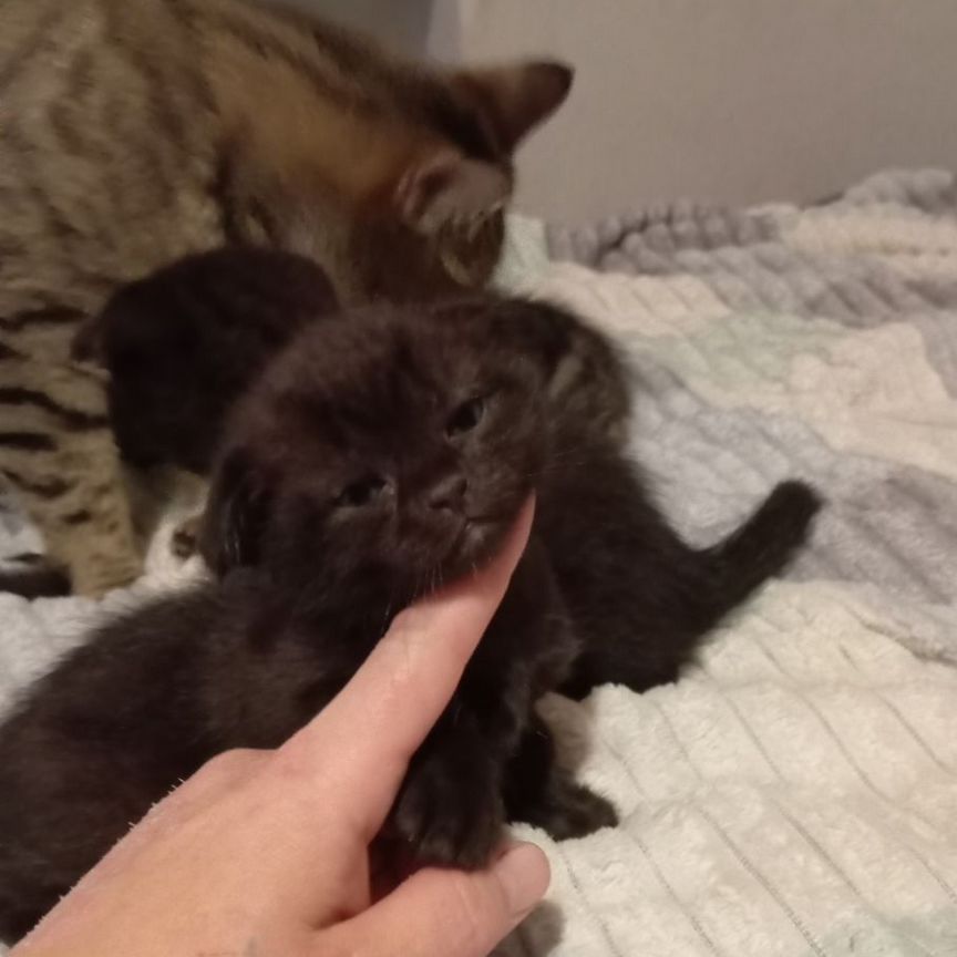 Котики готовы на продажу