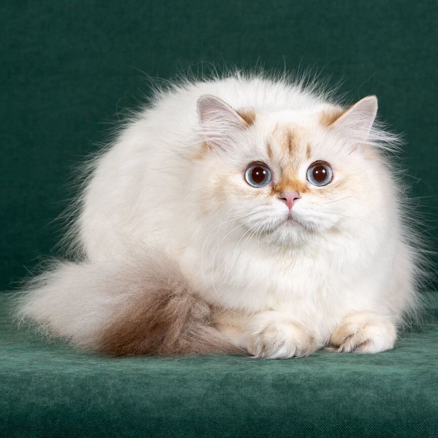 Шотландская прямоухая длинношёрстная, взрослая кошка