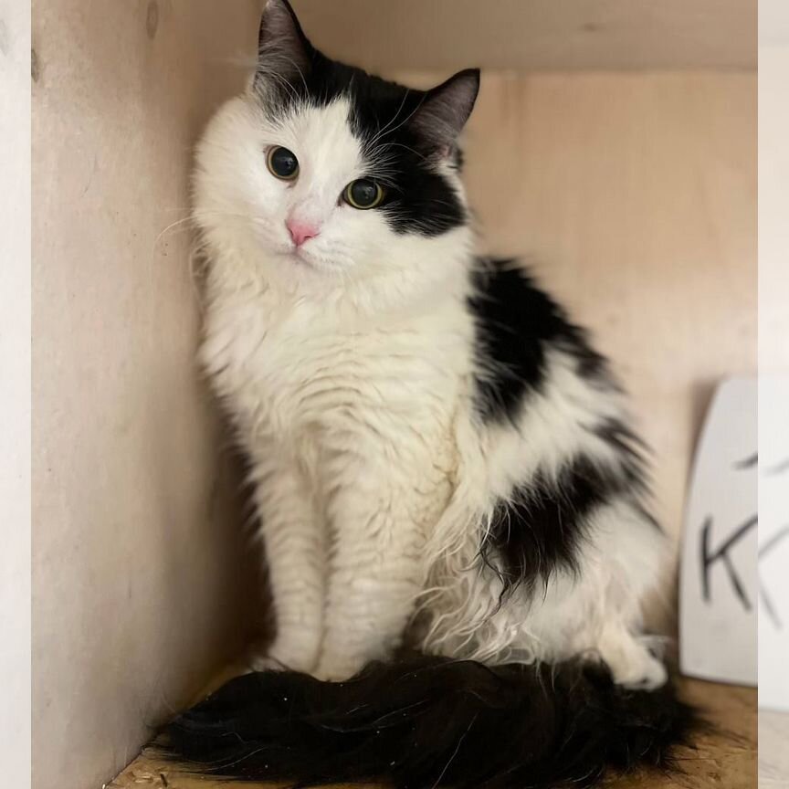 Взрослый кот в добрые руки