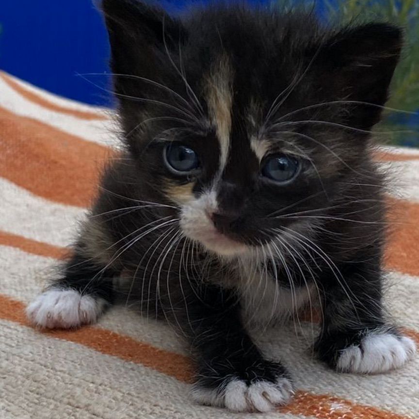 Котёнок в добрые руки
