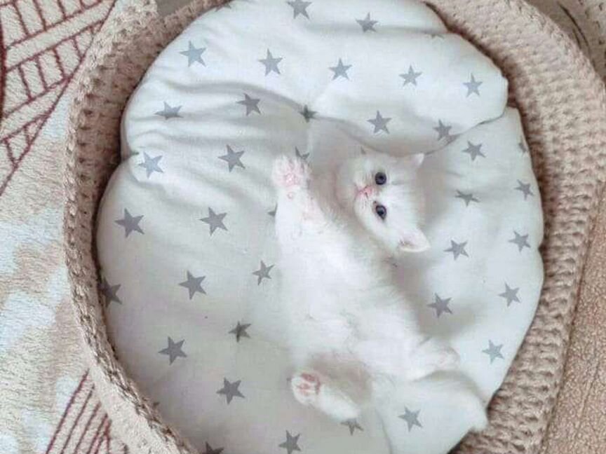 Белоснежный мальчик шиншилла