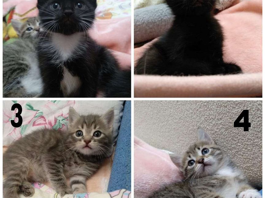 Котята в дар бесплатно