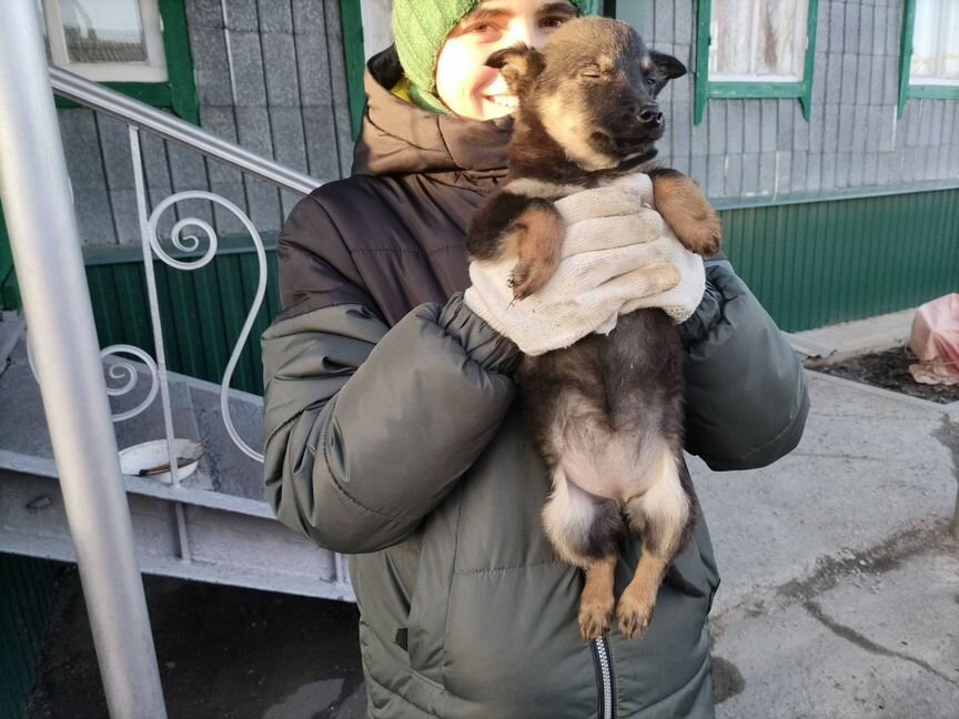 Щенки дворняжки