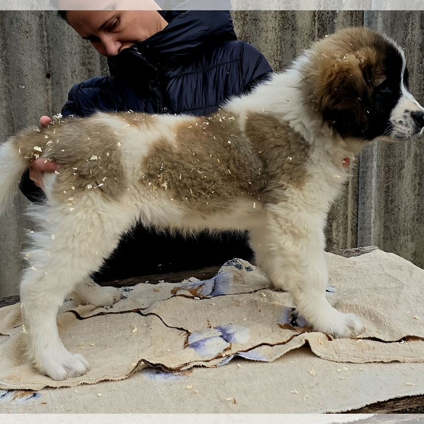 Московская сторожевая, щенок