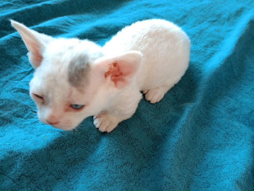 Котёнок
