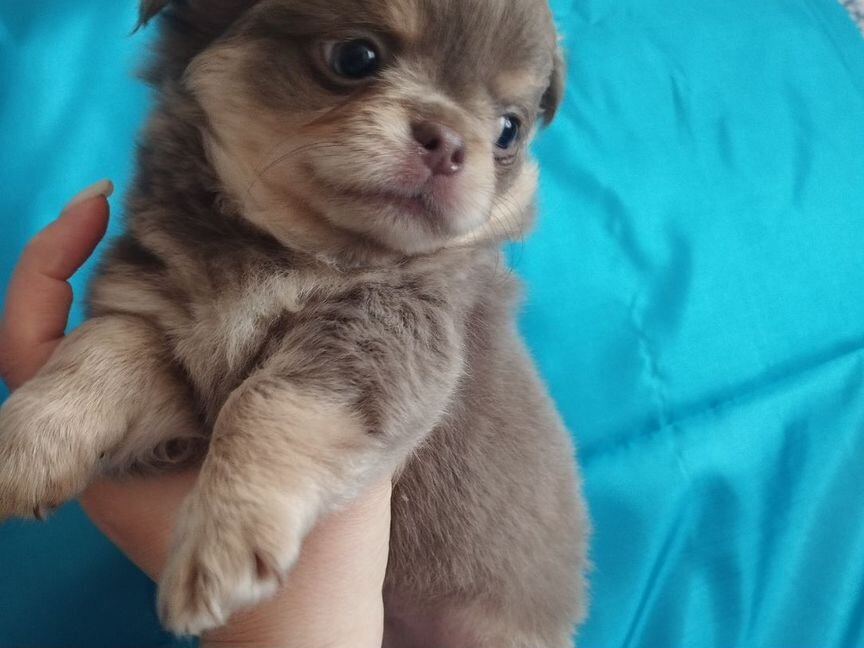 Щенки чихуахуа