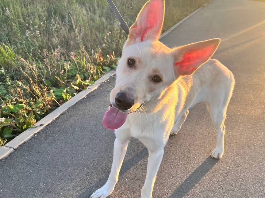 Отдам собаку бесплатно в добрые руки