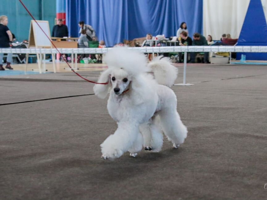 В любимицы белая девочка