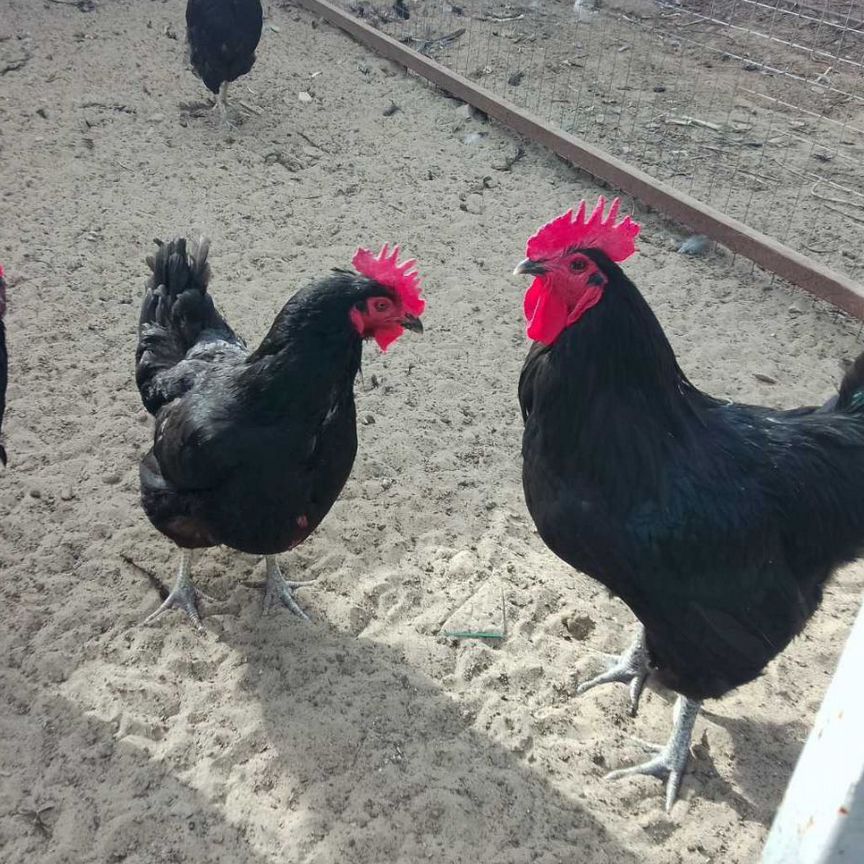 Куры несушки московская чёрная