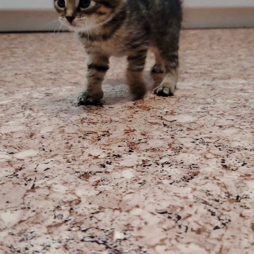 4 котенка
