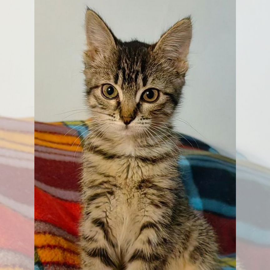 Котенок в дар бесплатно