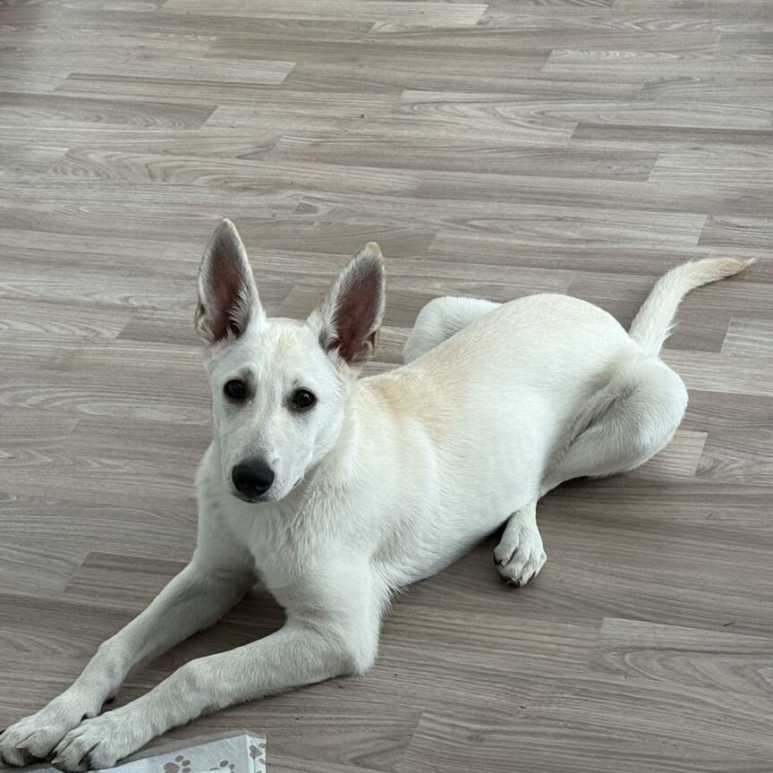 Щенок в добрые руки