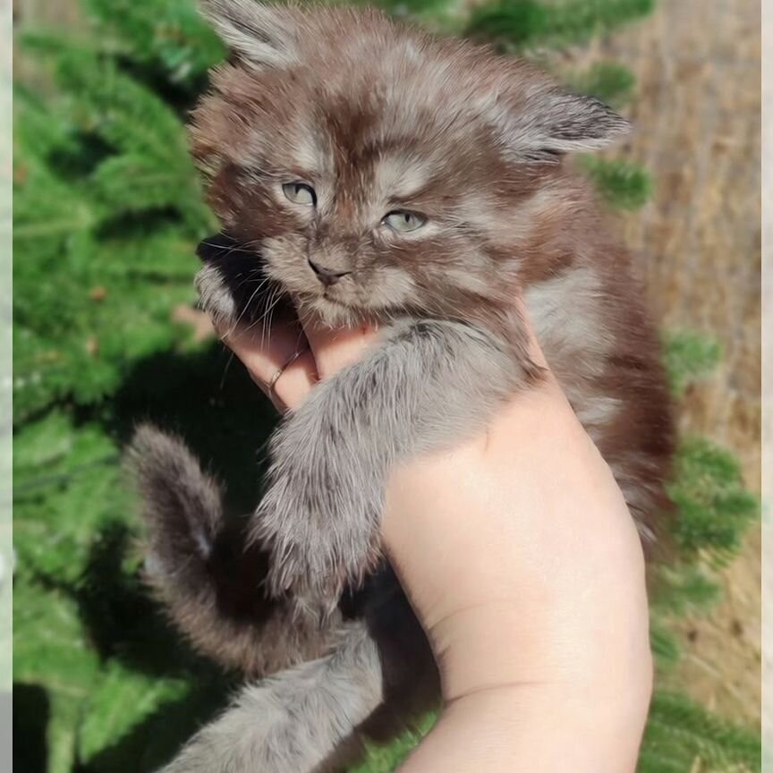 Мейн-кун котёнок