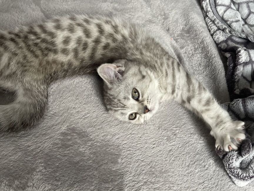 Шотланий котенок