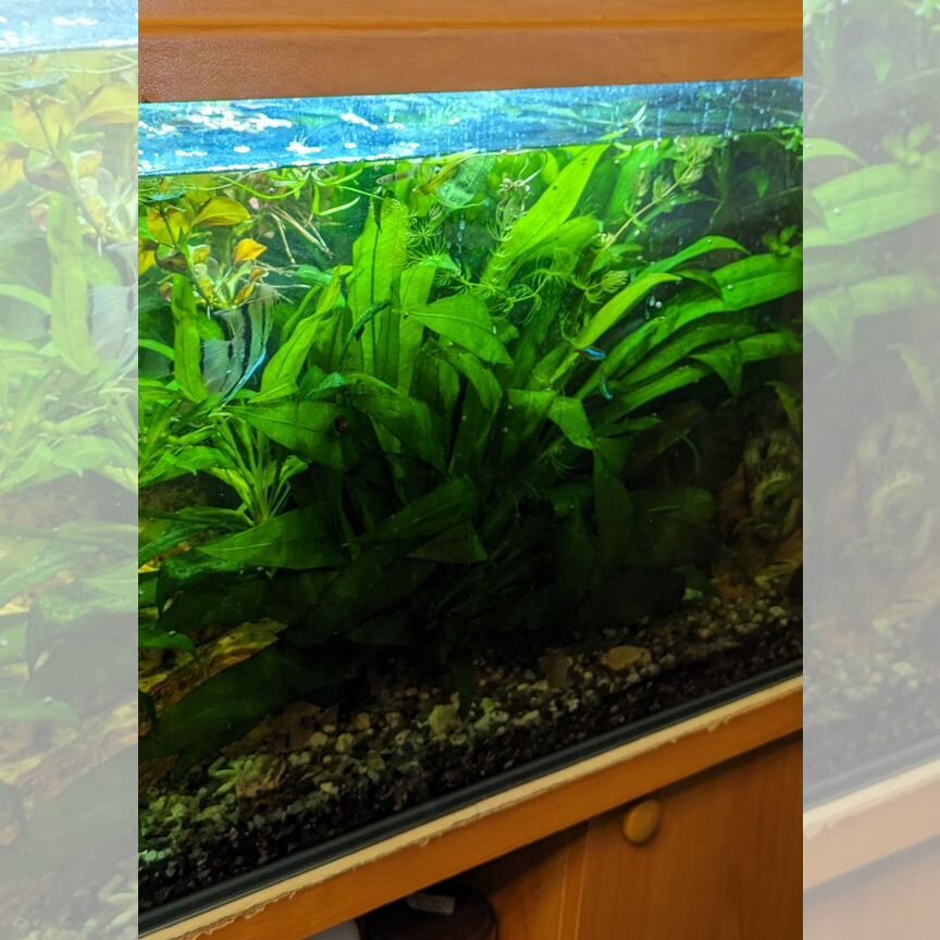 Аквариумное растение Эхинодорус амазонский 40см