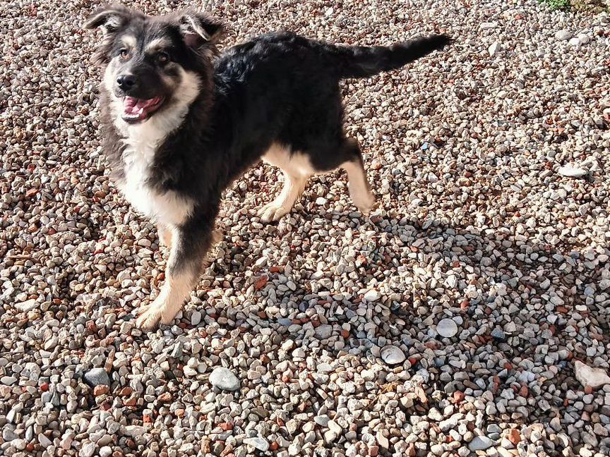 Собака в добрые руки