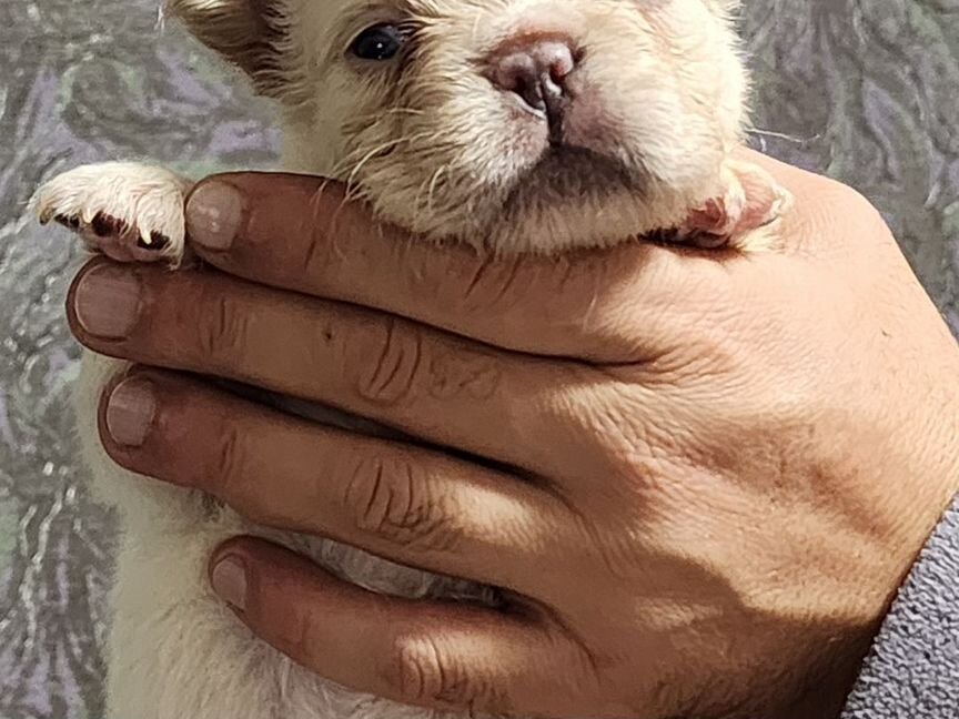 Пушистое чудо