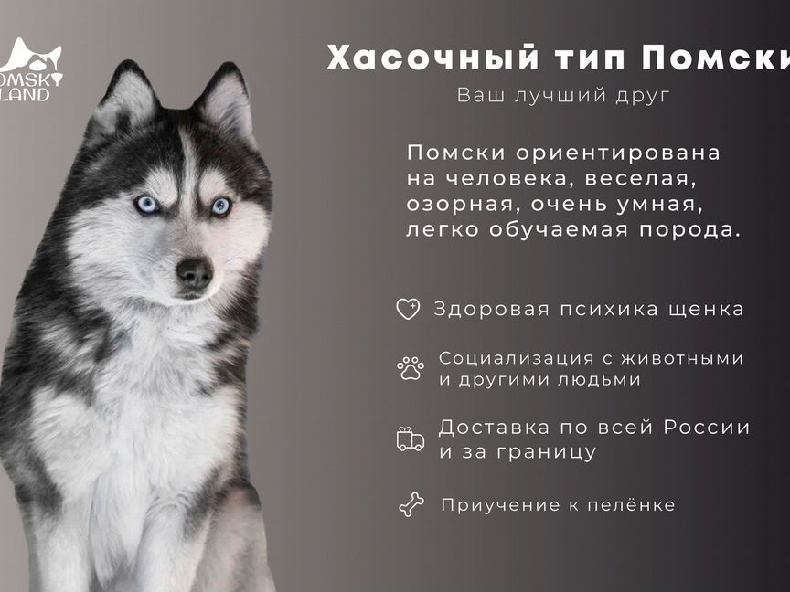 Щенки помски