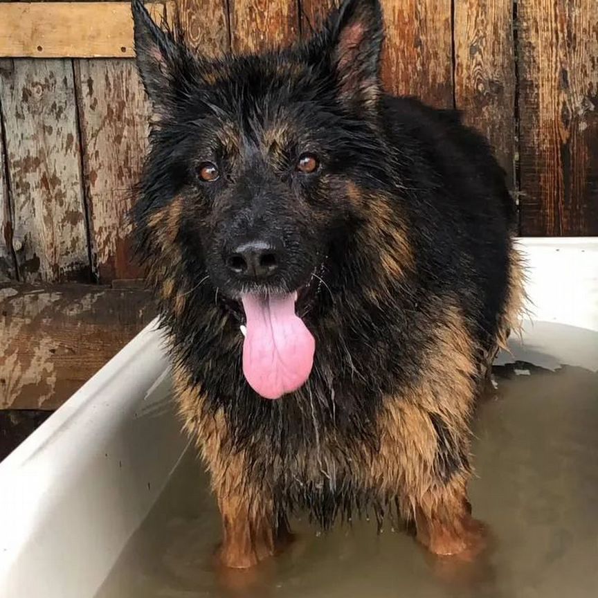 Немецкая овчарка, взрослая собака