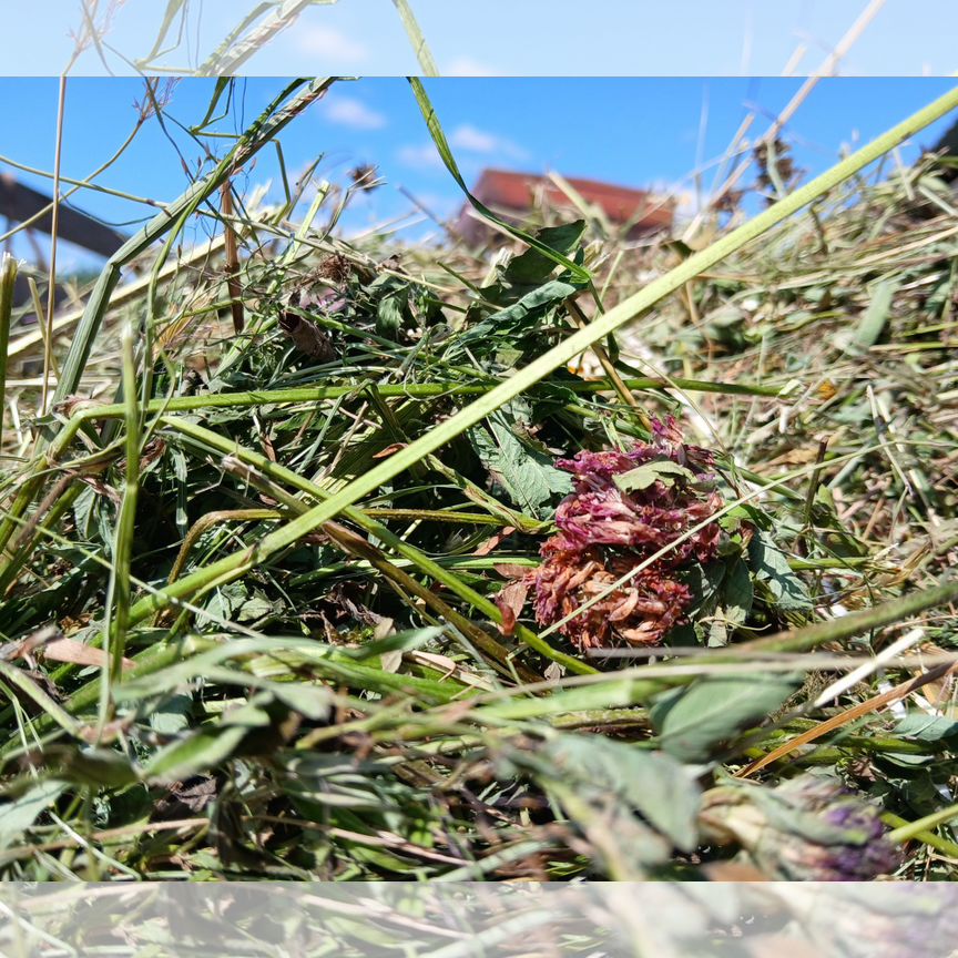 Луговое сено для грызунов