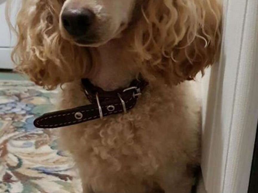 Карликовый пудель для вязки