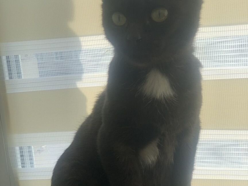 Котик в добрые руки