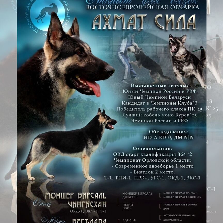 Вязка собак вео