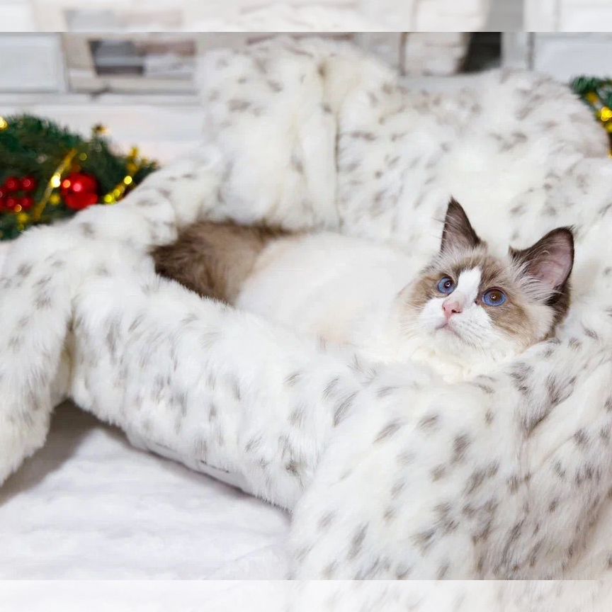 Рэгдолл котёнок