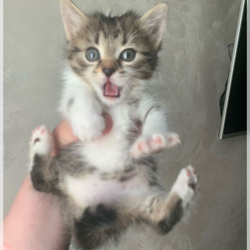 Котёнок в добрые руки