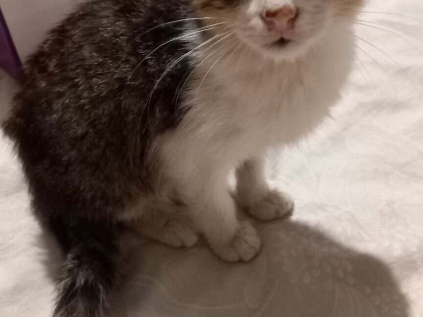 Котята девочки,не породистые