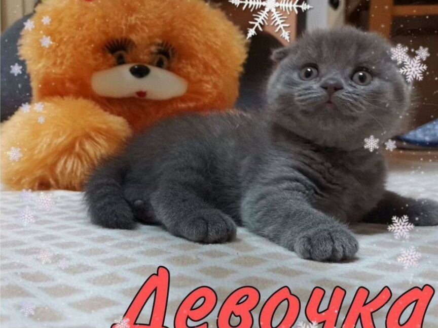 Шотландский подарок