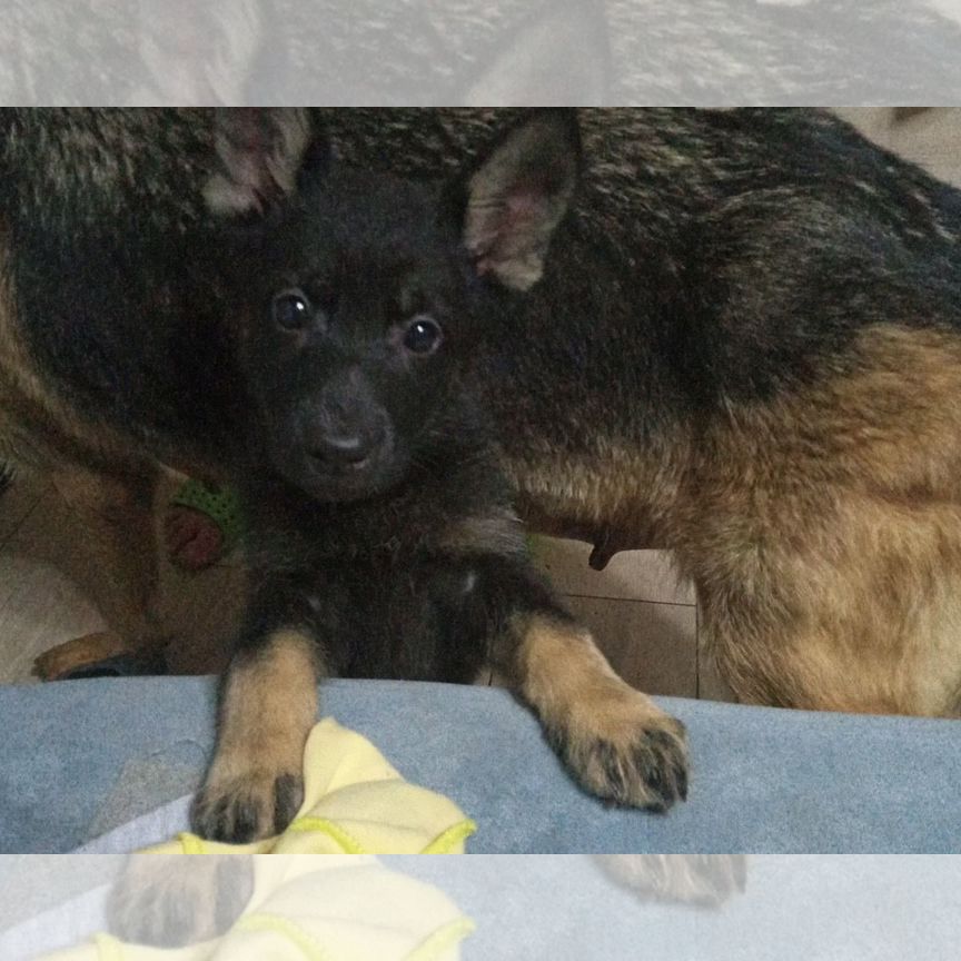 Немецкая овчарка, щенок