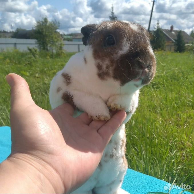 Настоящий карликовый рекс
