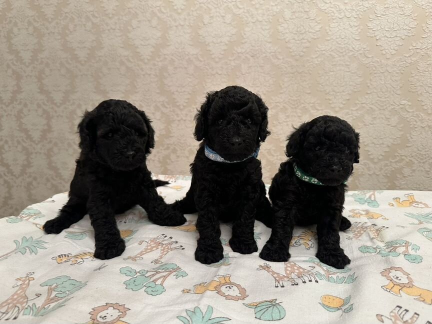 Щенки карликового пуделя