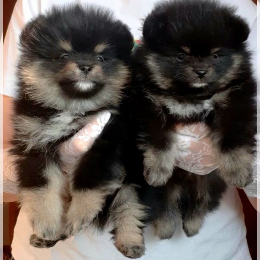 Померанский шпиц, щенок