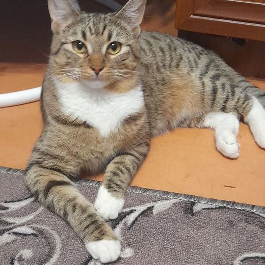 Котик ищет дом