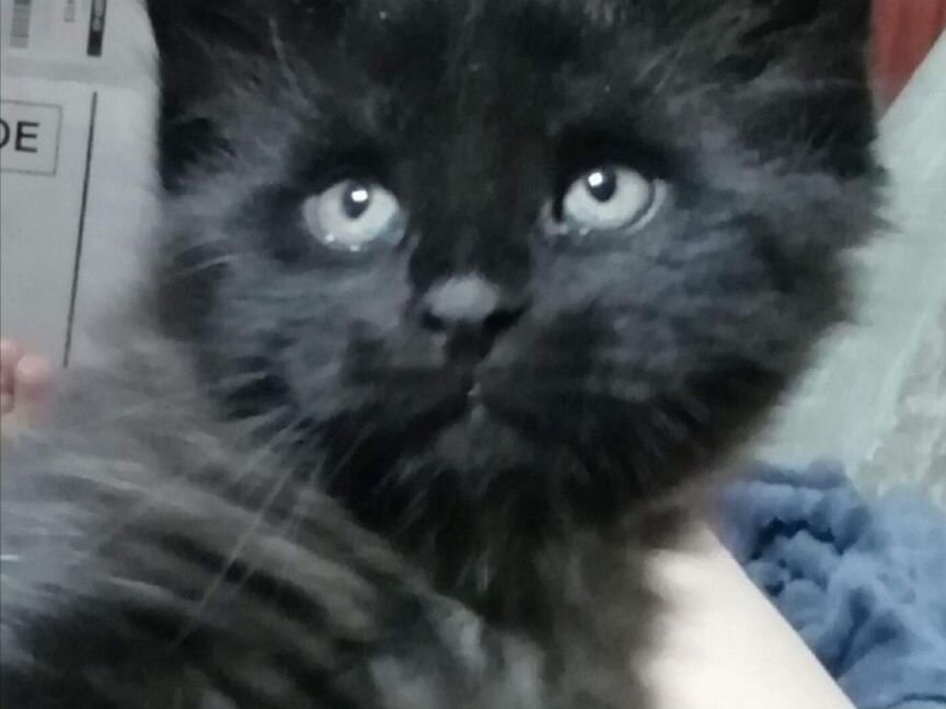 Мэйн кунята