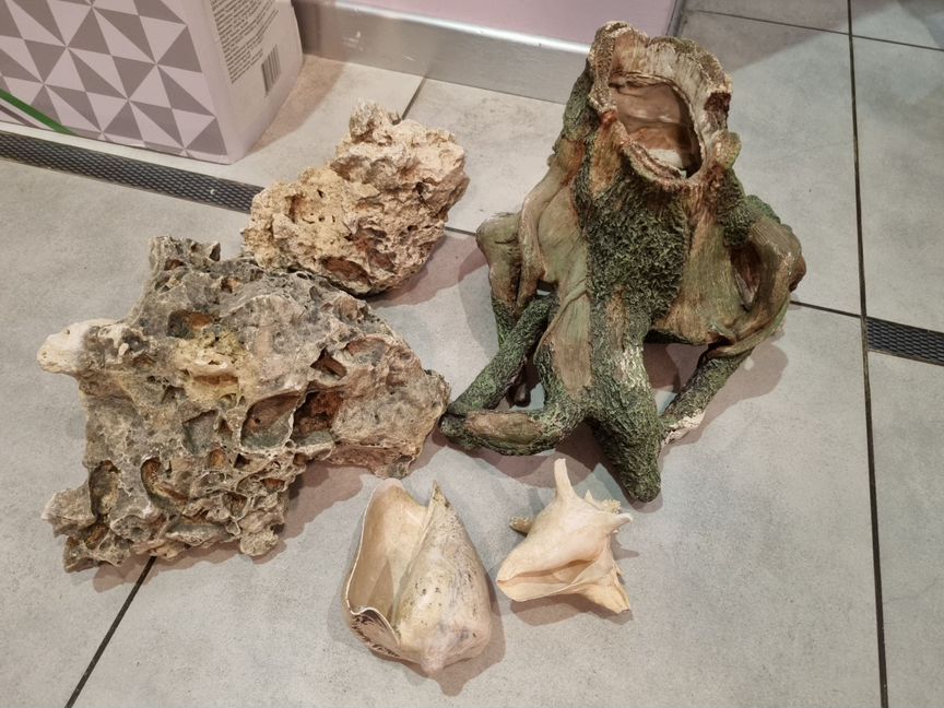 Коралл балянус