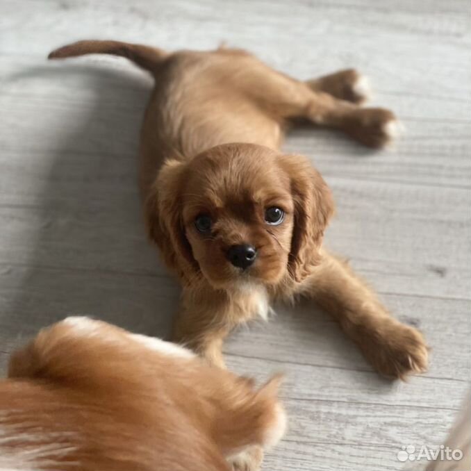 Кавалер кинг чарльз спаниель рубин девочка РКФ