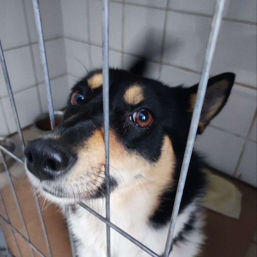 Собака ищет хозяина