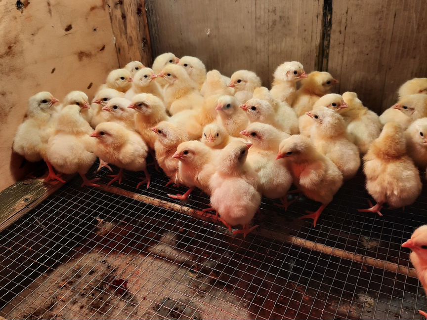 Цыплята бройлеры росс 308