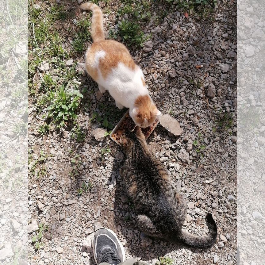 Кот