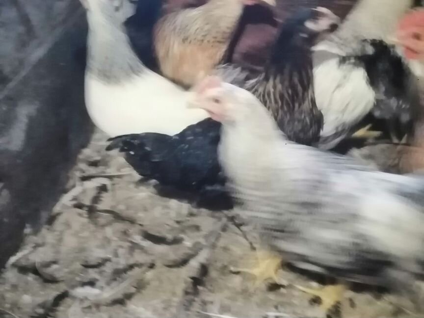 Деревенские курочки молодки