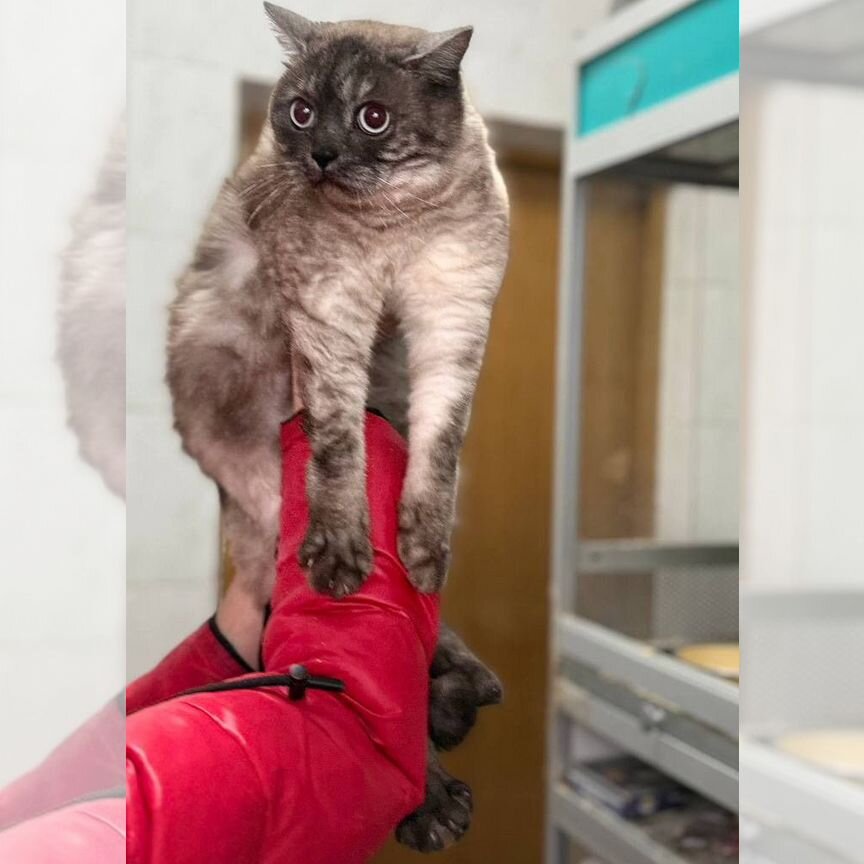 Невский маскарадный, взрослый кот