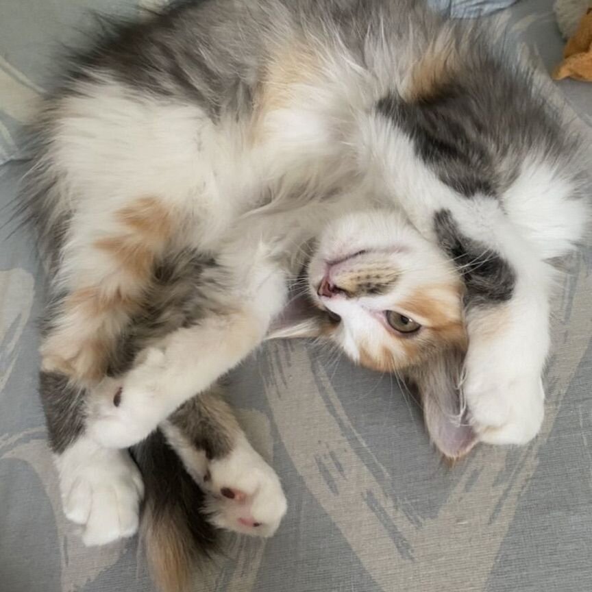 Отдам котенка в добрые руки