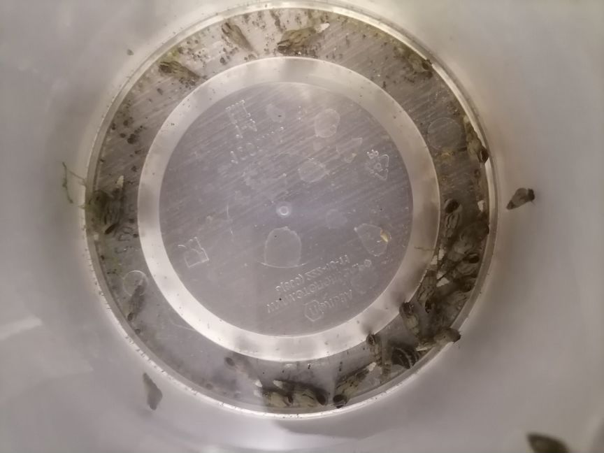 Улитки мелании