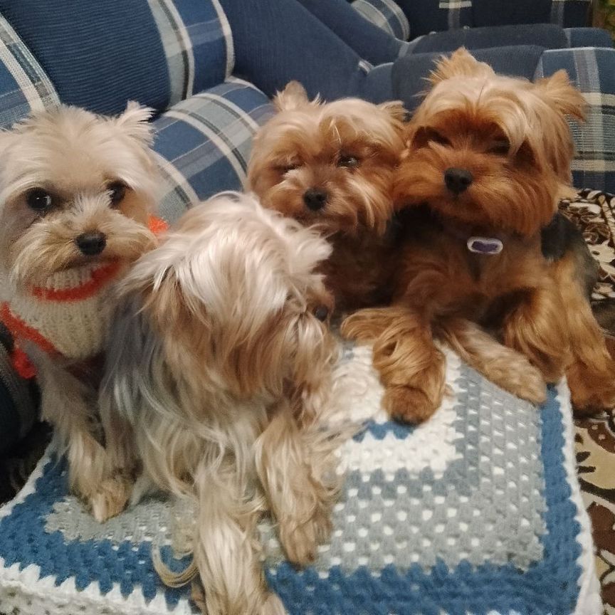 Йоркширский терьер, вязка