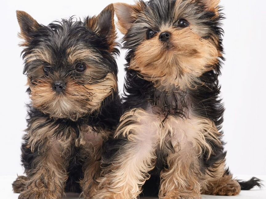 Йоркширский терьер щенки