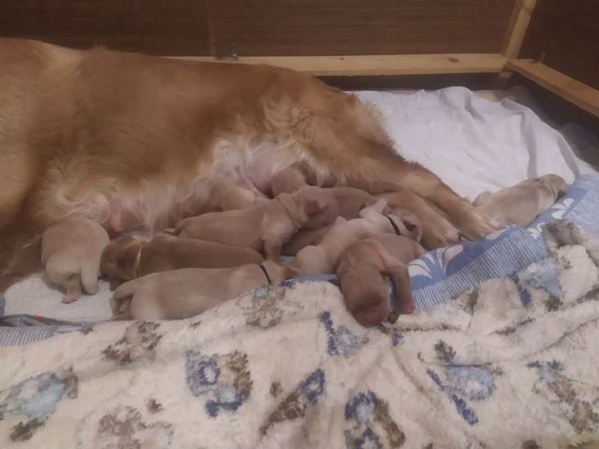 Ярко-рыжие голденятки