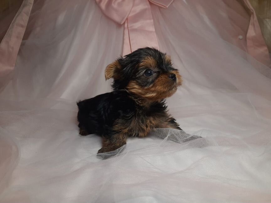 Йоркширский терьер миники